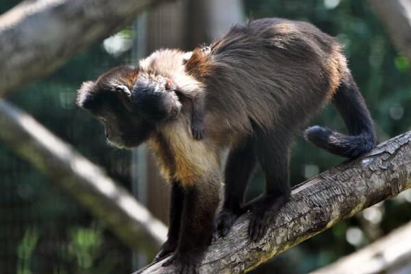 Un petit capucin brun ! - Parc animalier de la Barben