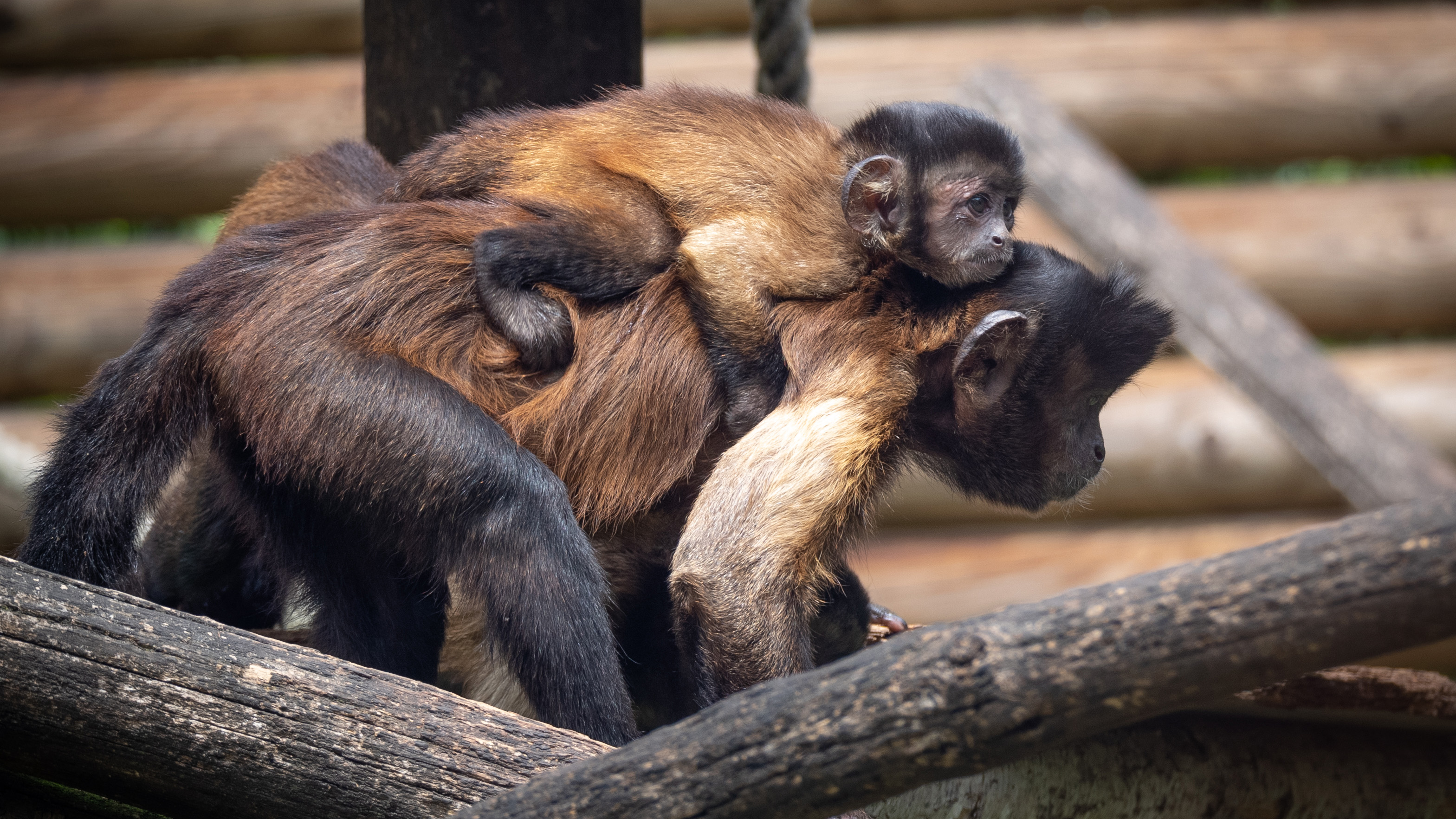 Capucin brun - Parc animalier de la Barben