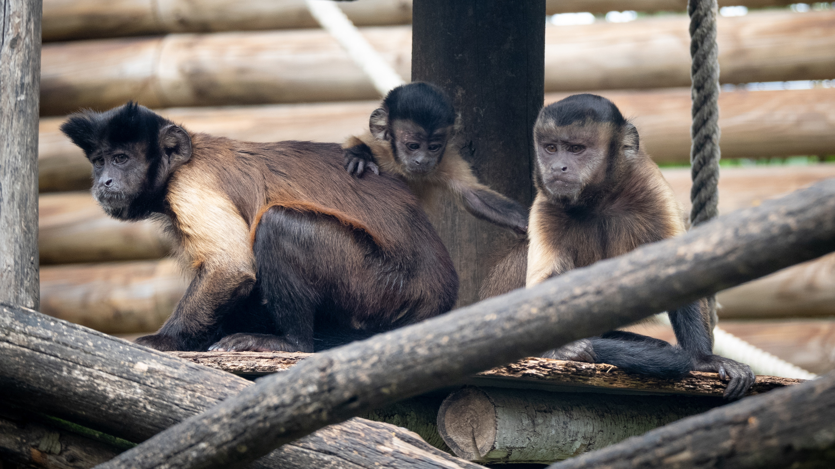 Capucin brun - Parc animalier de la Barben