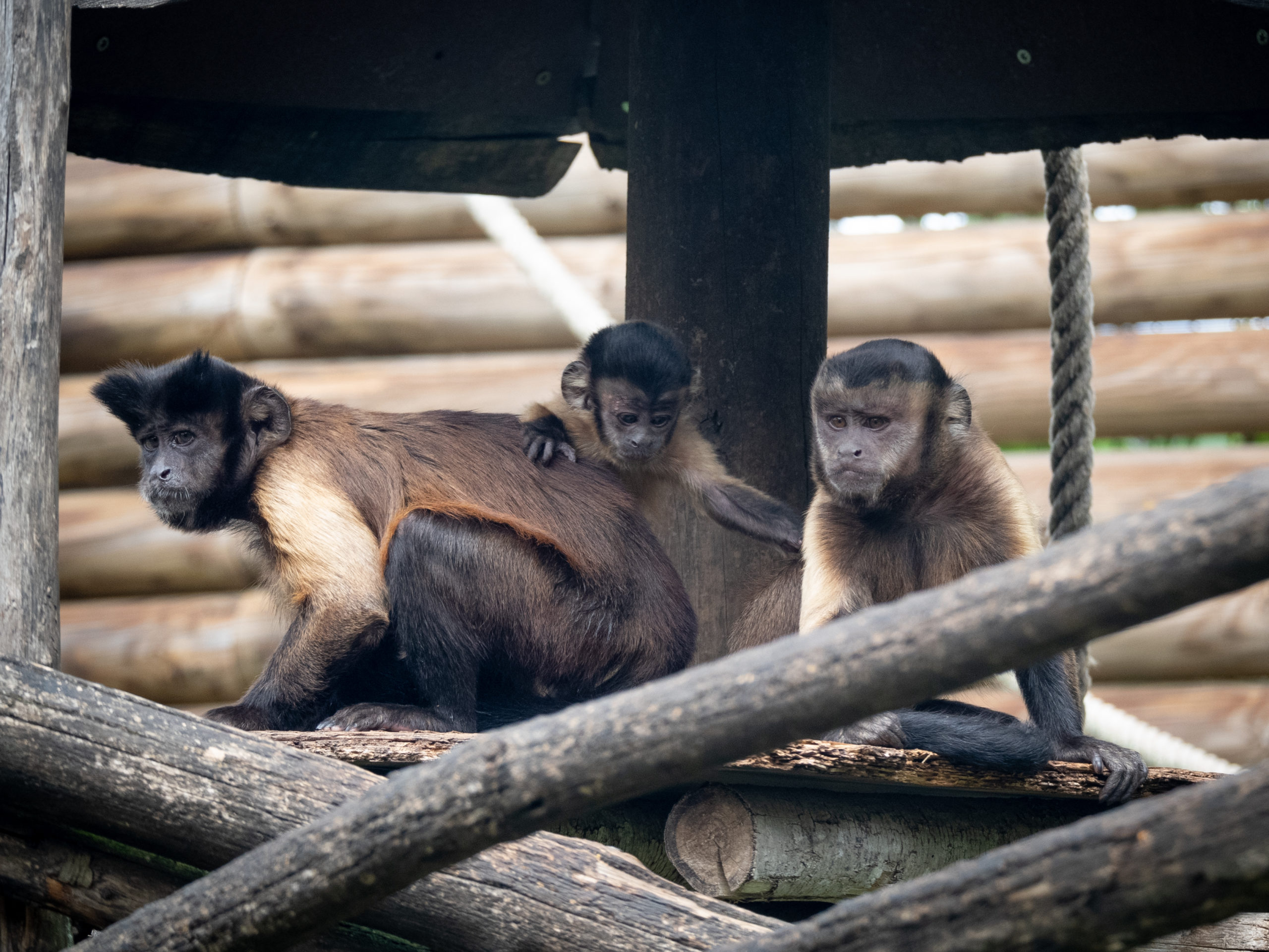Capucin brun - Parc animalier de la Barben