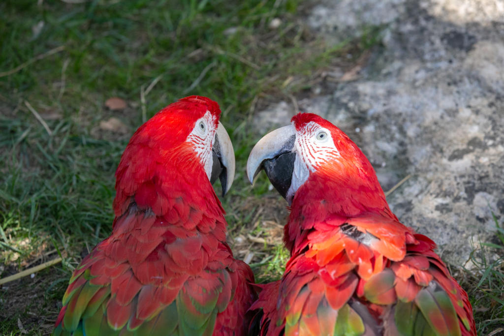 Ara chloroptère - Parc animalier de la Barben