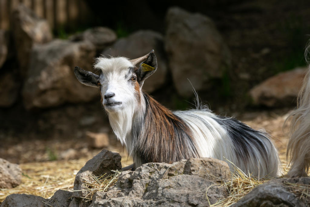 Chèvre naine - Parc animalier de la Barben