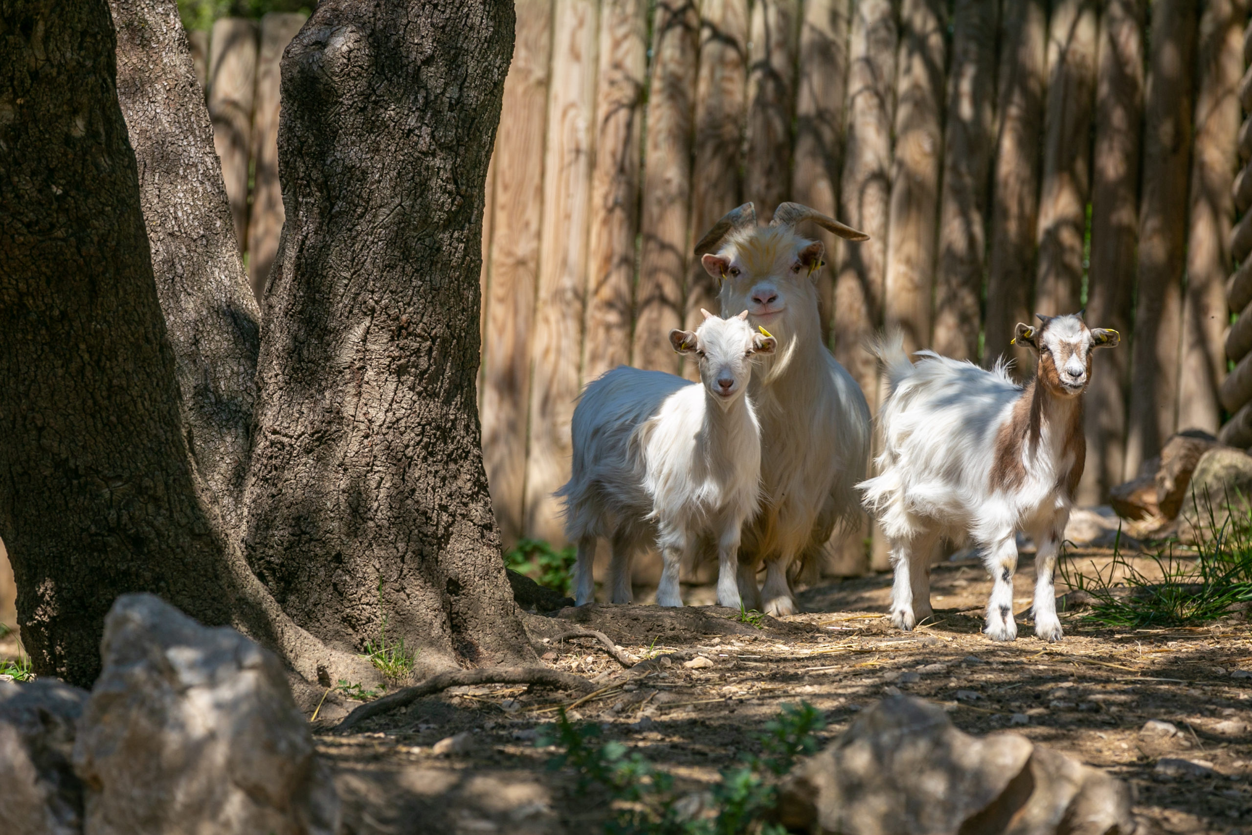 Chèvre naine - Parc animalier de la Barben