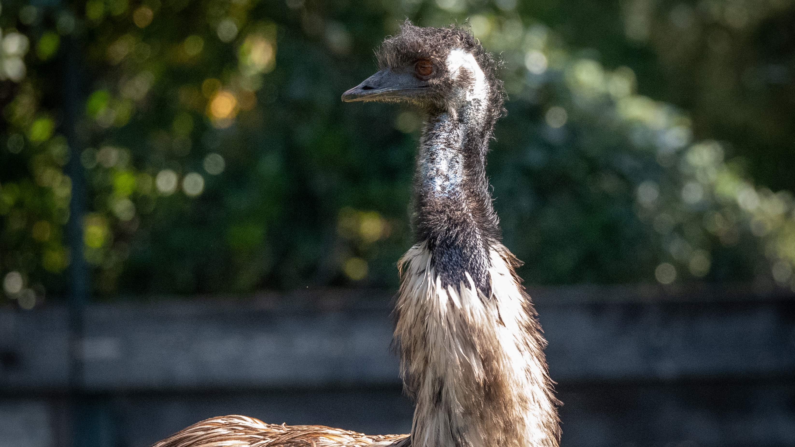 Emeu - Parc animalier de la Barben