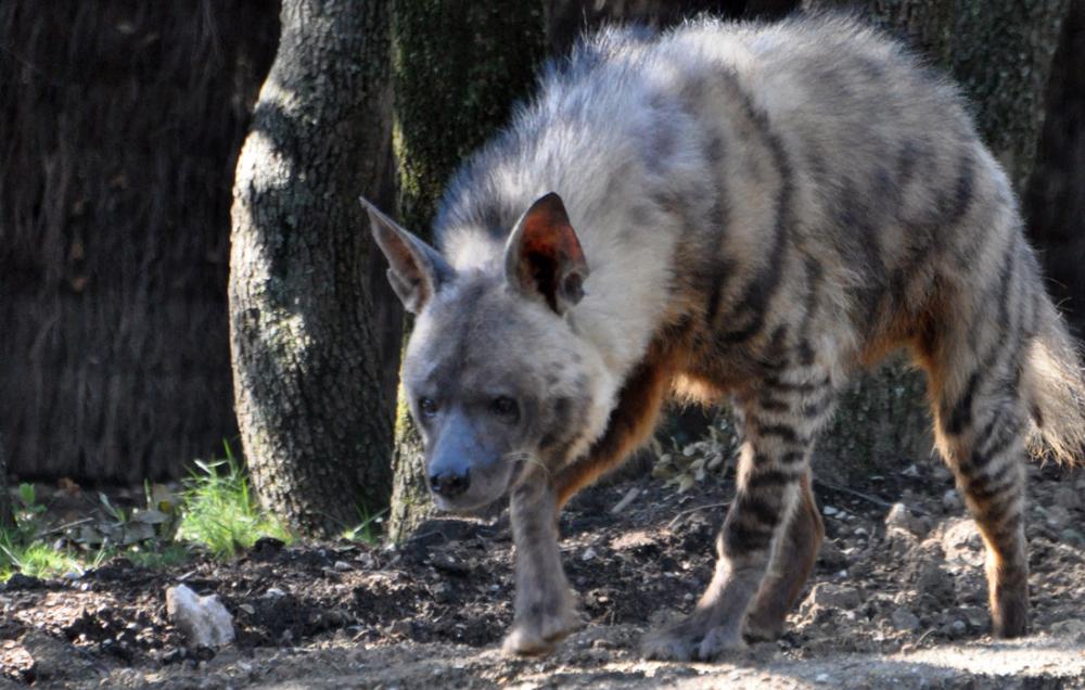 Un mâle hyène rayée ! - Parc animalier de la Barben