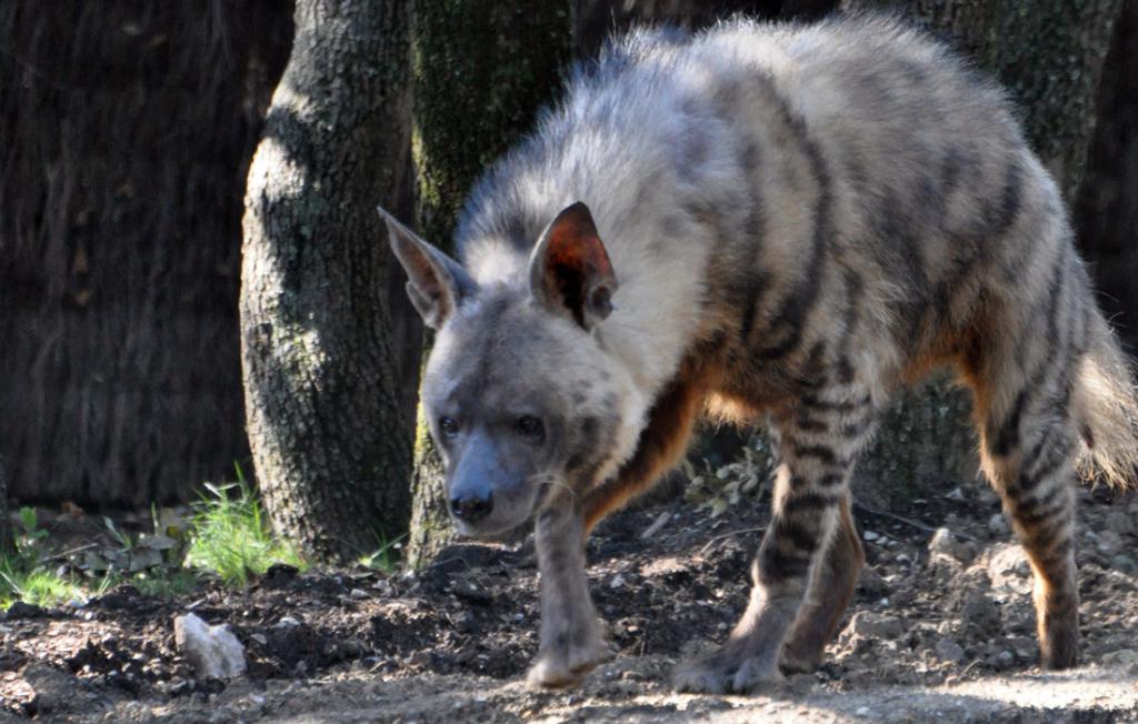 Un mâle hyène rayée ! - Parc animalier de la Barben