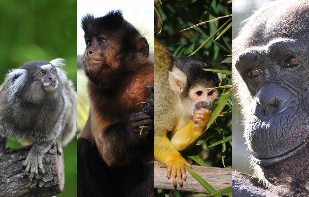 Samedi 10 octobre : journée 100% primates ! - Parc animalier de la Barben