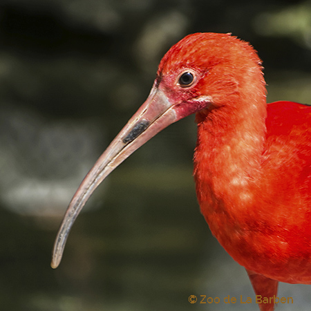 Ibis rouge - Parc animalier de la Barben