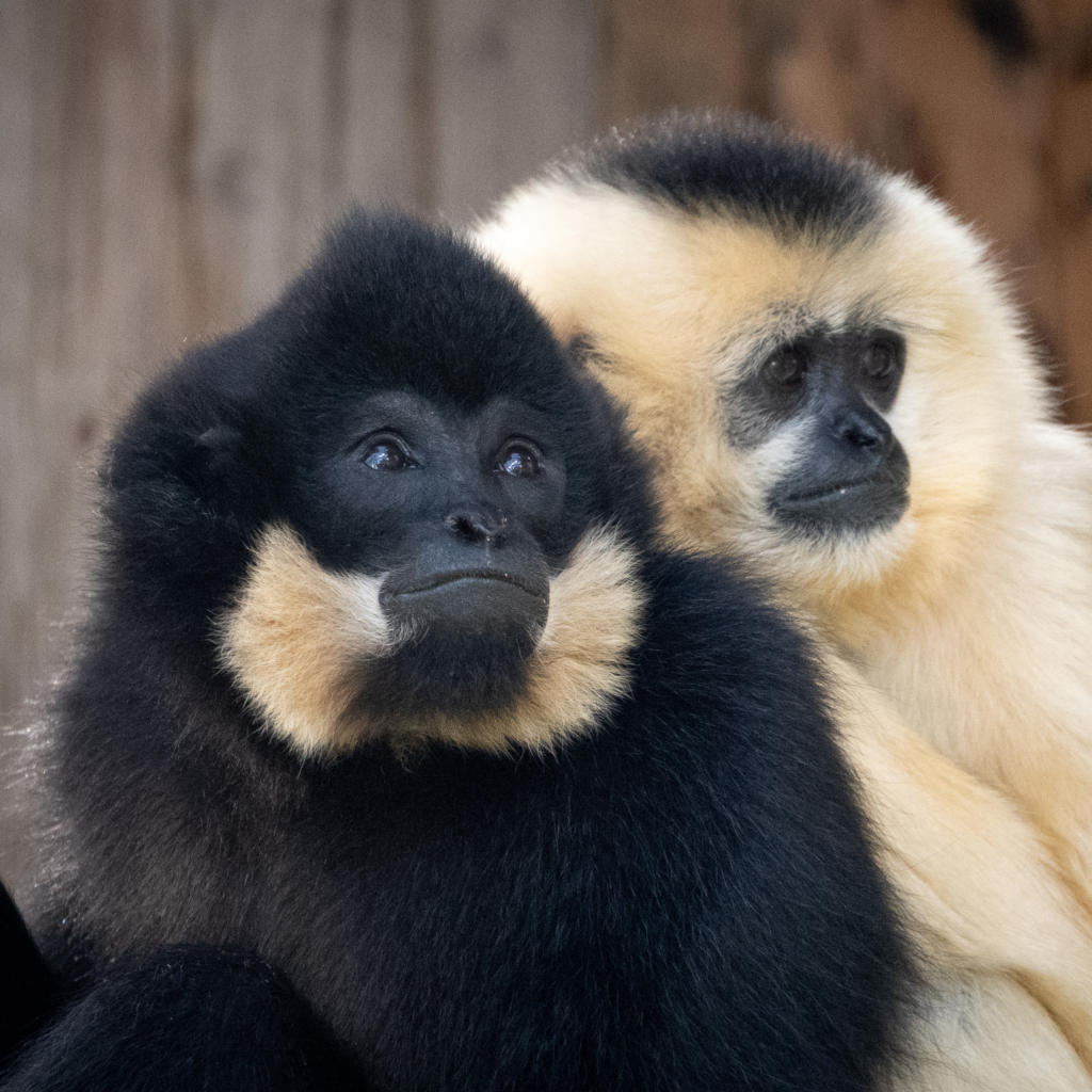 GIBBON A FAVORIS ROUX - Parc animalier de la Barben