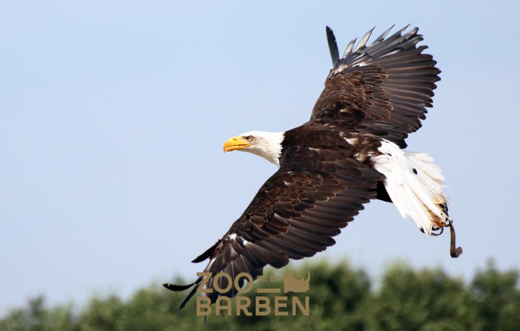 Dès le 13 avril, la présentation d'oiseaux en vol est de retour ...