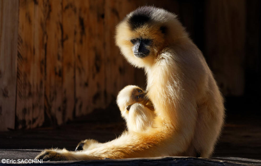 Naissance chez les gibbons ! - Parc animalier de la Barben