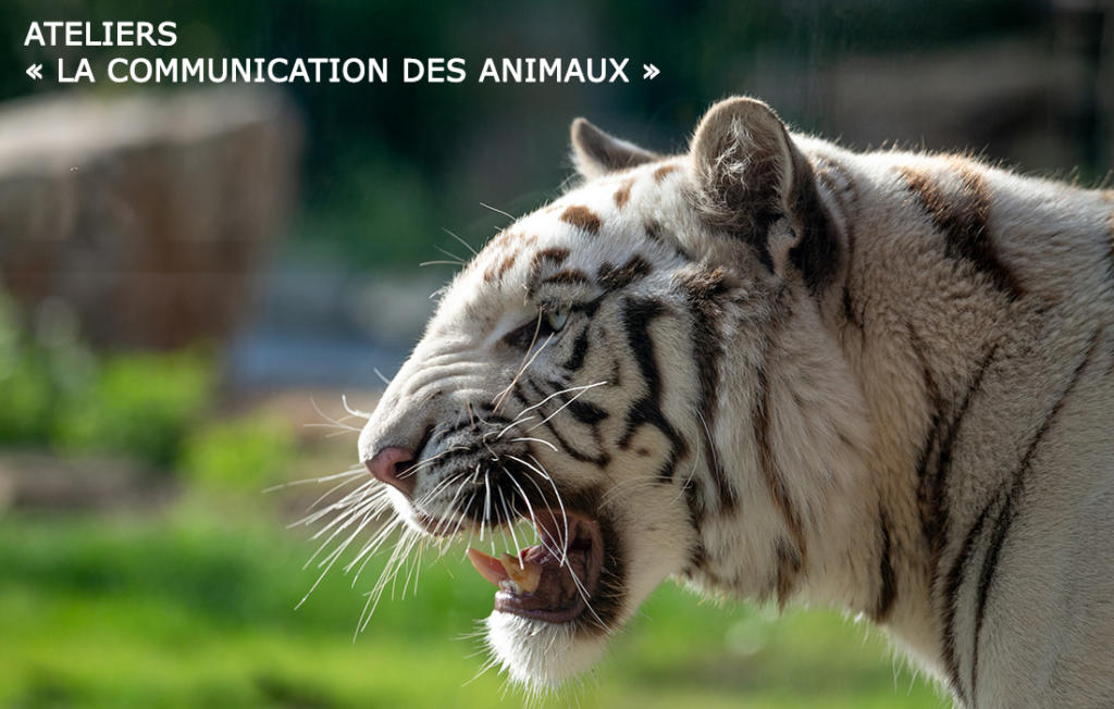 Animation "la communication chez les animaux" - Parc animalier de la Barben