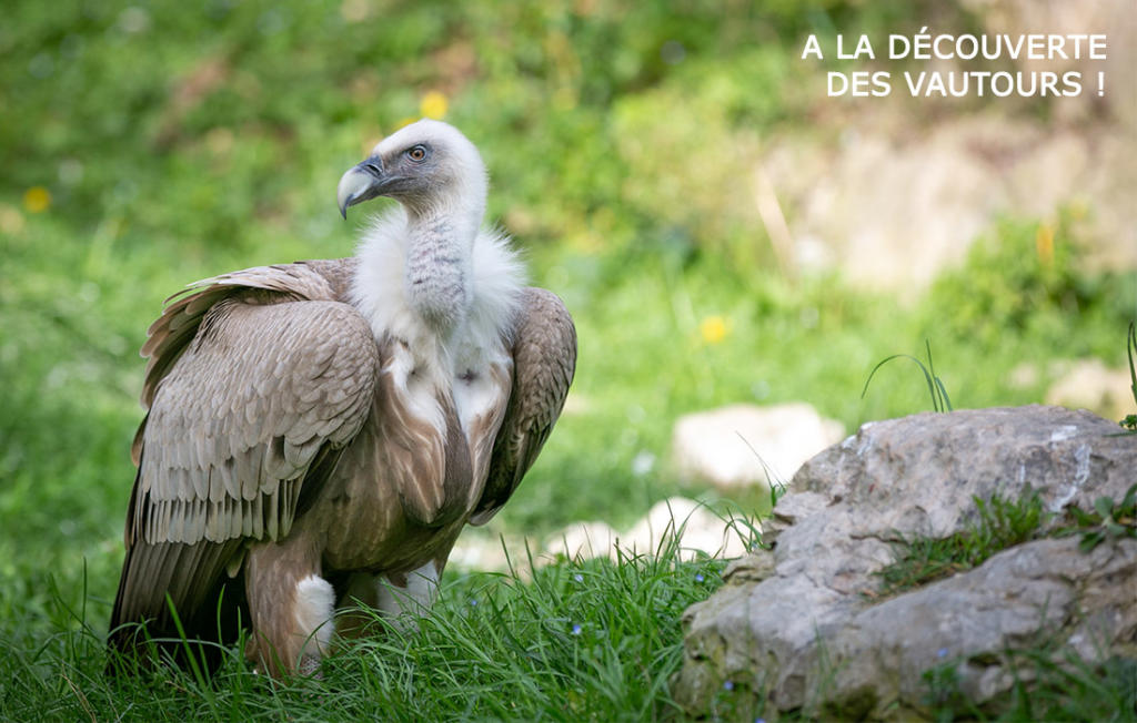 10 et 24 août : animations sur les vautours ! - Parc animalier de la Barben